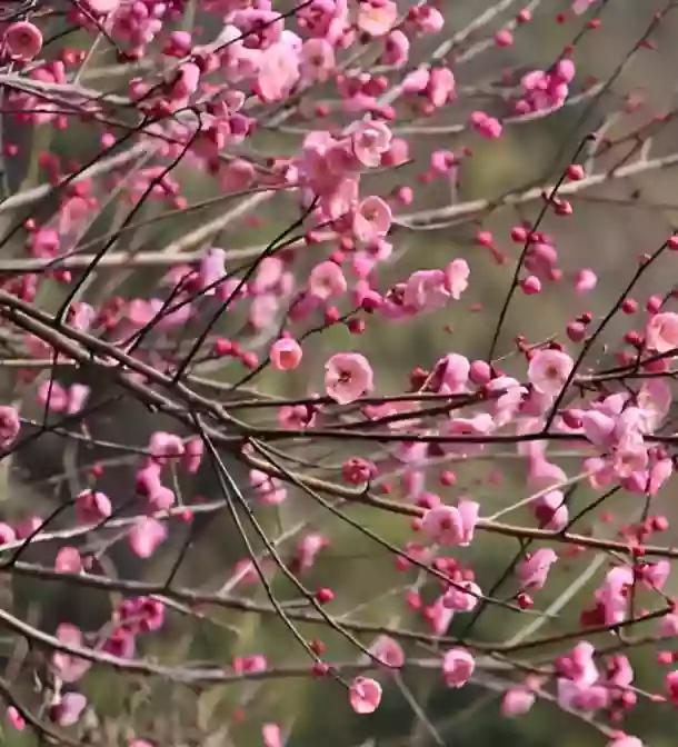 新疆 海南島 寧夏 四川 山西 絲綢之路 華東 廣西 重慶 陜西 河南 北京 青海 雲南 內蒙 東北三省 山東 福建 長江三峽 聯省遊 湖南